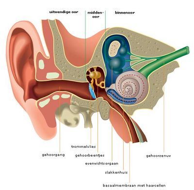 Heeft de mens 1 of 2 trommelvliezen? - Ik heb een vraag (2025)