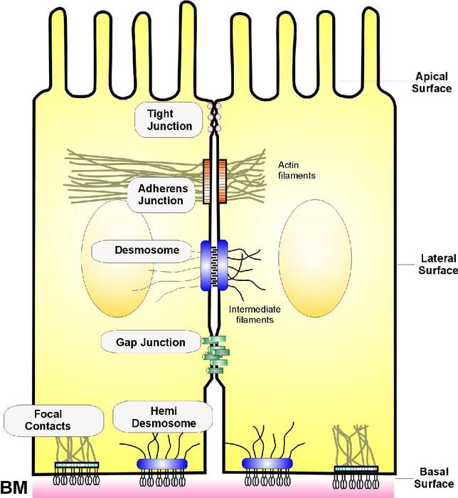 Wat zijn verankeringsjuncties precies? - Ik heb een vraag (2025)