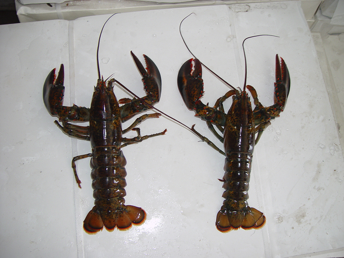 Hoe kan men bij kreeften een mannetje van een vrouwtje onderscheiden ...