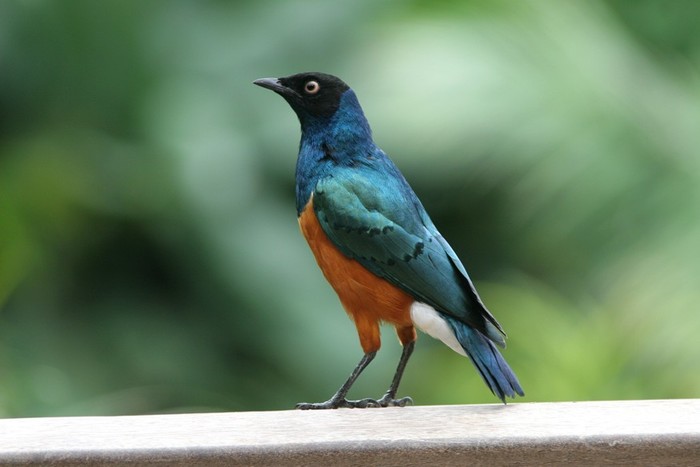 Hoeveel soorten vogels zijn er over de hele wereld? - Ik heb een vraag ...