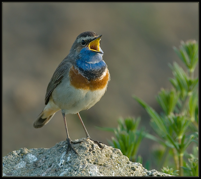 Hoeveel soorten vogels zijn er over de hele wereld? - Ik heb een vraag ...