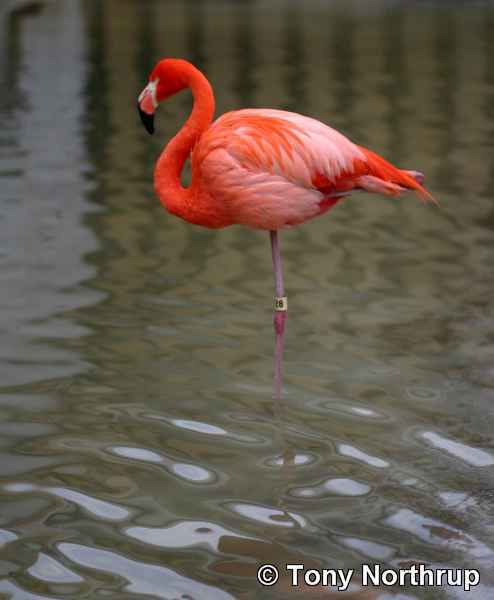 Waarom staan flamingo's op één poot in het water? - Ik heb een vraag (2025)