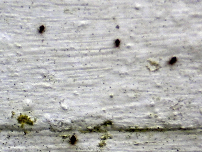 Is dit een soort vlo? Eigenaardig soort insect (6potig) dat zich ...