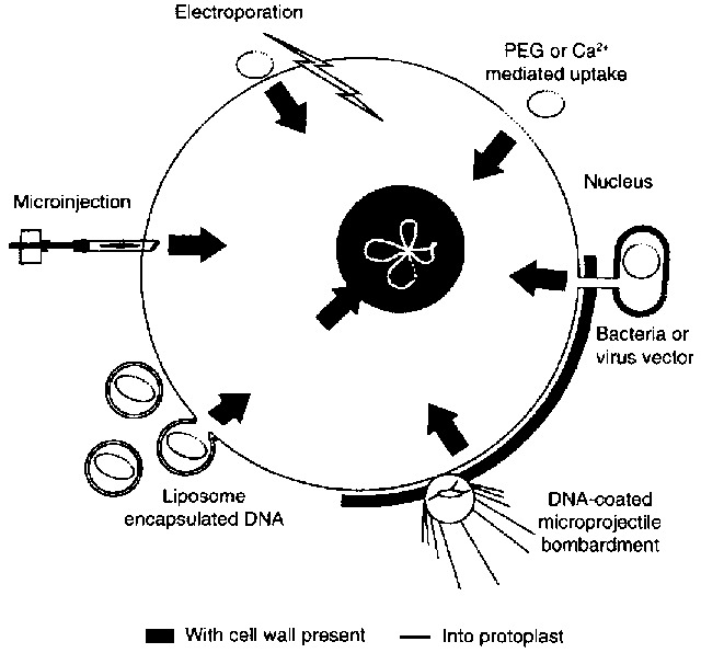 Wat zijn de technieken van genetische modificatie? - Ik heb een vraag ...