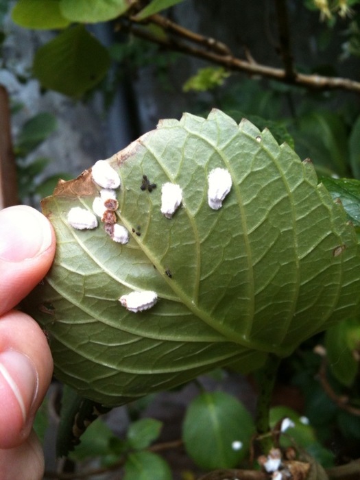 Many of these insects are in my hydrangeas for the first time. Which ...
