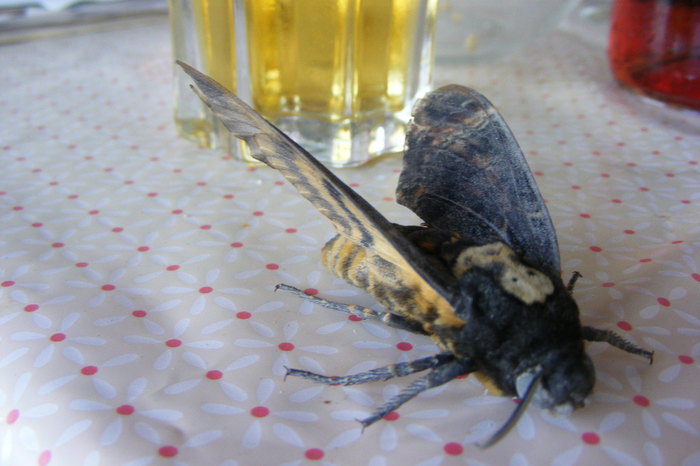 Wat zouden deze hele grote (5cm) bij-achtige insecten kunnen zijn? - Ik ...