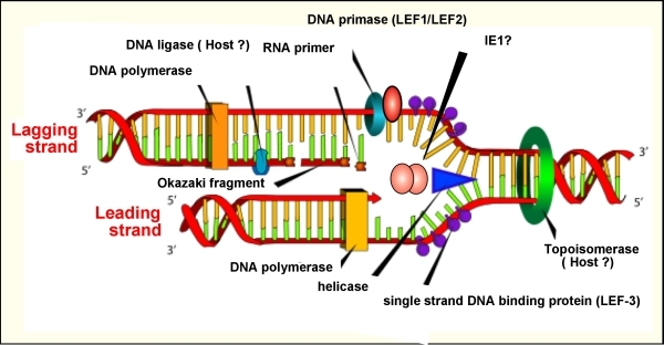 Hoe treedt tijdens de DNA-replicatie een RNA-primer in werking (onder ...