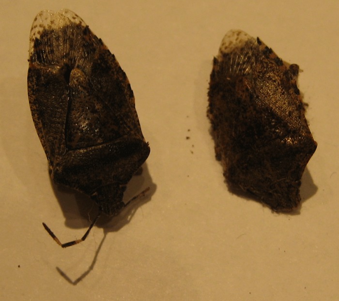 Welke kever of tor is dit ? - Ik heb een vraag (2025)