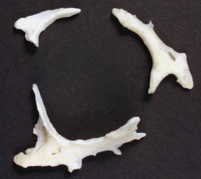 Bij het dissecteren van een runderhart vond ik een been in het hart. Ik ...