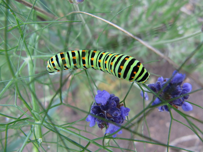 Waarom zitten 2 rupsen van de koninginnenpage al 5 dagen in dezelfde ...