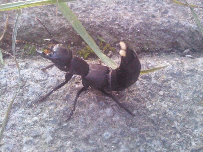 Wat is dit voor een insect? - Ik heb een vraag (2025)