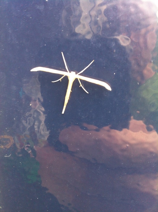 Welk vliegend insect is dit? - Ik heb een vraag (2024)