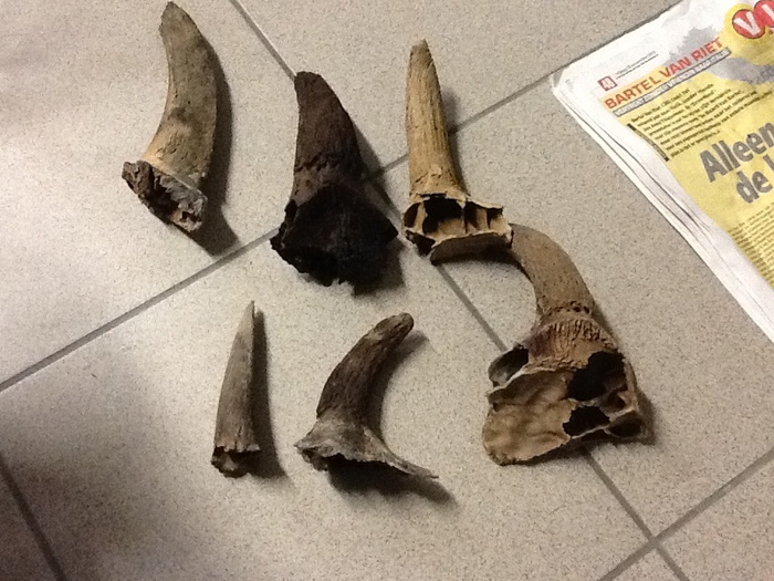 What animal did these bones come from? - Techzle