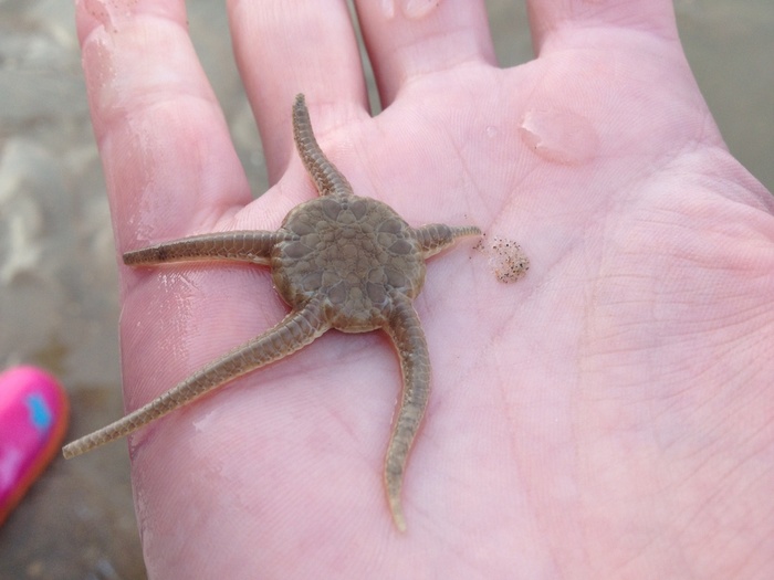 Welk zeedier is dit? - Ik heb een vraag (2025)