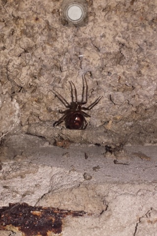 Welke zwarte spin is dit? - Ik heb een vraag (2025)