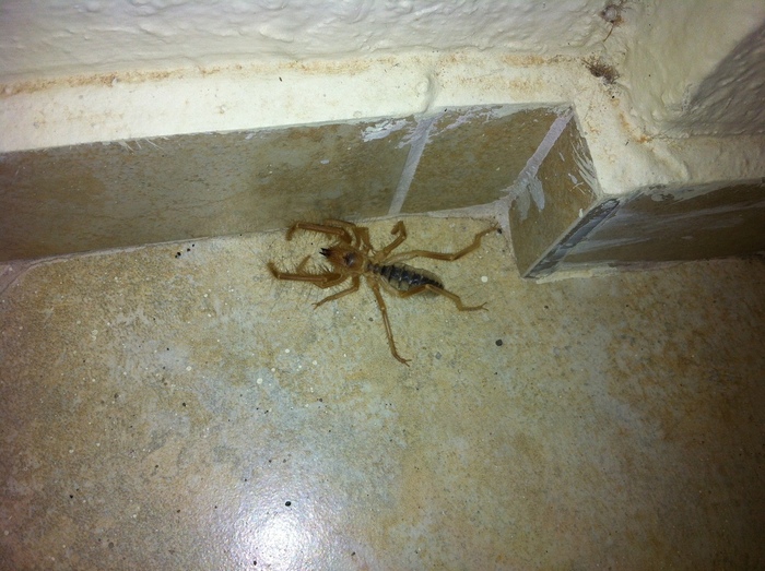 Welk insect is dit (gevonden op Kos)? - Ik heb een vraag (2025)