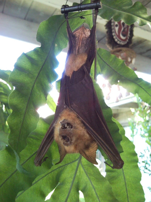 Why do bats sleep upside down? - Techzle