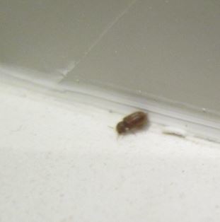 We hebben bruine kevertjes in huis. Zijn het doodskloppertjes? - Ik heb ...