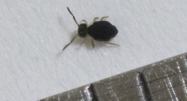 Welk insect is dit? - Ik heb een vraag (2025)