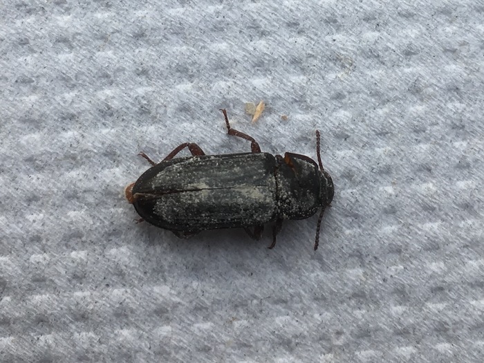 Welk insect is dit? (doodskloppertje?) - Ik heb een vraag (2025)