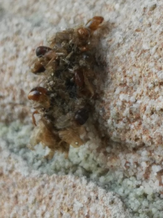 Wat is dit voor een raar vormloos beest? - Ik heb een vraag (2025)