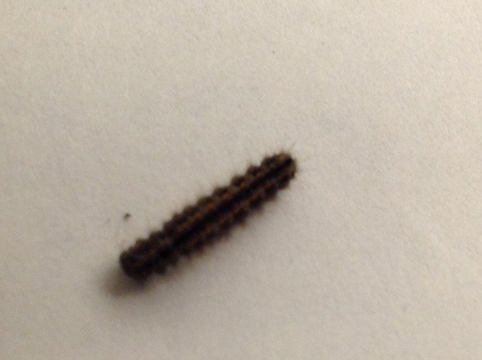 Welke rups is dit (ze zit in ons huis)? - Ik heb een vraag (2025)