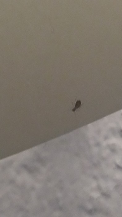 Is dit een stofluis? - Ik heb een vraag (2025)