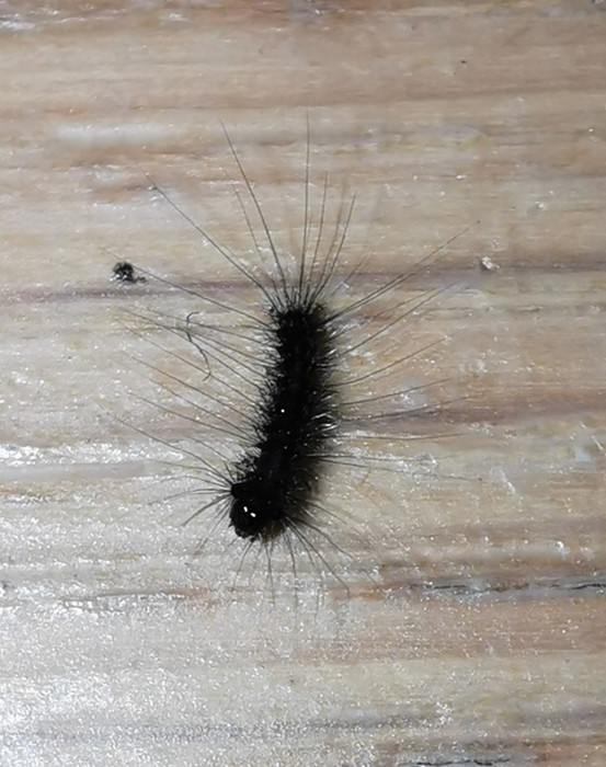 Welke (zwarte, harige) rups is dit? - Ik heb een vraag (2025)