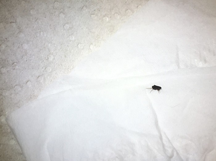 Wij worden sinds een paar weken gebeten door een klein zwart insect ...