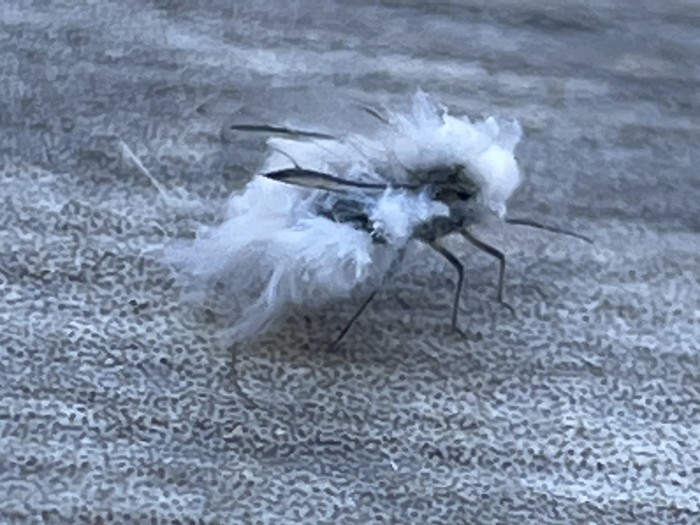 Welk insect is zo wit en pluizig als dit beestje? - Ik heb een vraag (2025)