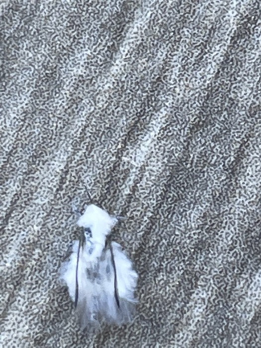 Welk insect is zo wit en pluizig als dit beestje? - Ik heb een vraag (2025)