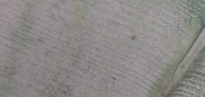 Is dit een stofluis? (ter bevestiging) - Ik heb een vraag (2025)