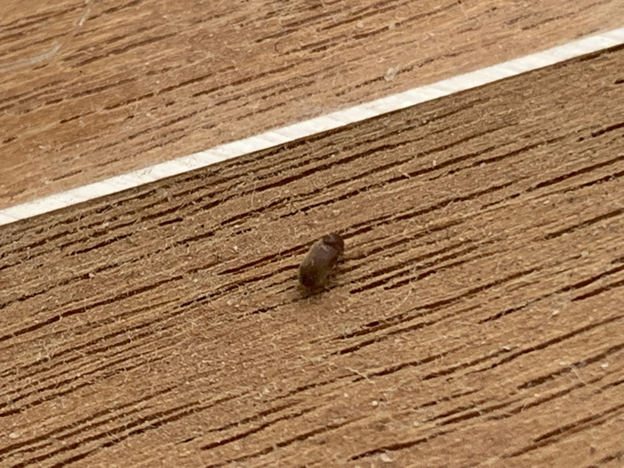 Welk beestje is dit? (Is het houtwormkever?) - Ik heb een vraag (2025)