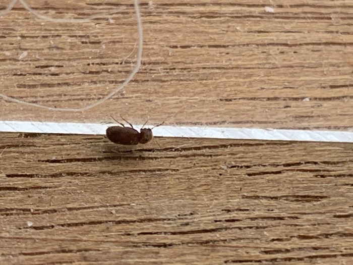 Welk beestje is dit? (Is het houtwormkever?) - Ik heb een vraag (2025)