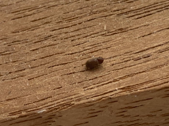 Welk beestje is dit? (Is het houtwormkever?) - Ik heb een vraag (2025)