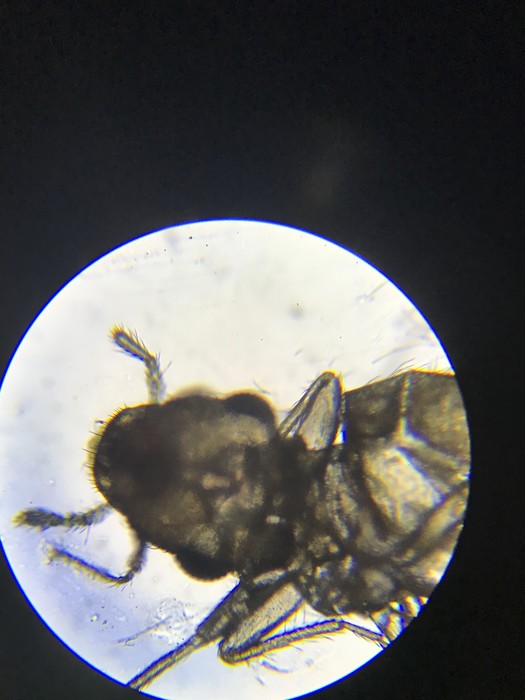 stofluis - Ik heb een vraag (2026)