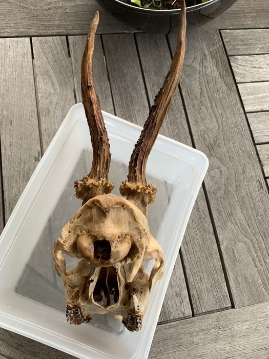 Is deze schedel van een hert of een ree? - Ik heb een vraag (2025)