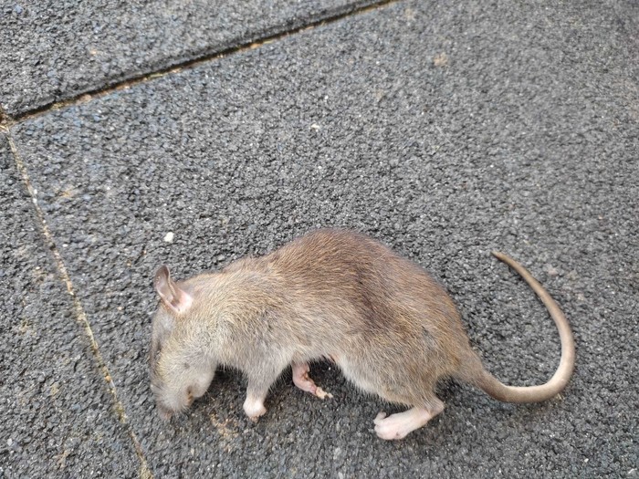 Welke rat of muis is dit? - Ik heb een vraag (2025)