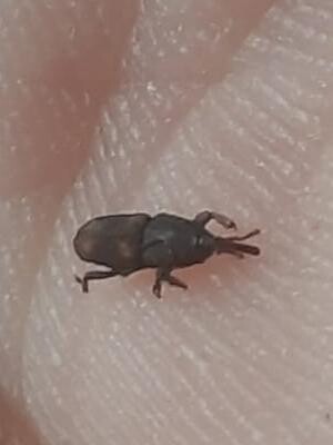 Sinds kort zie ik heel veel van deze kevers in huis. Zijn ze schadelijk ...