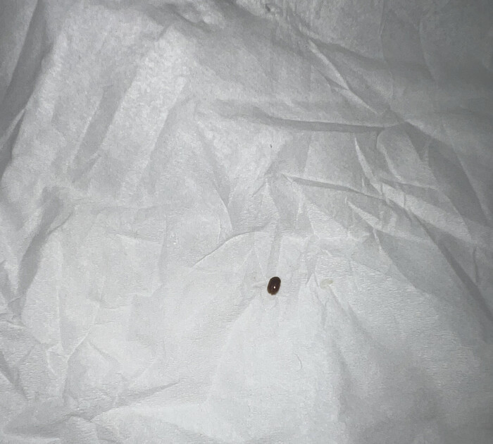 Wat voor insect is dit? - Ik heb een vraag (2025)