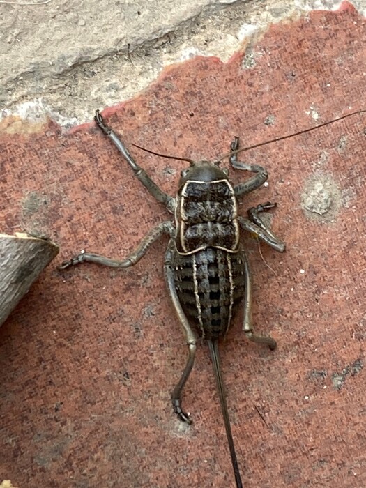 Welke kever is dit? - Ik heb een vraag (2025)