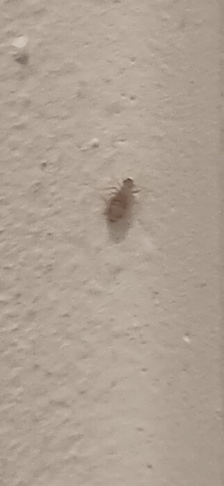 Is dit een bedwants of stofluis? - Ik heb een vraag (2025)